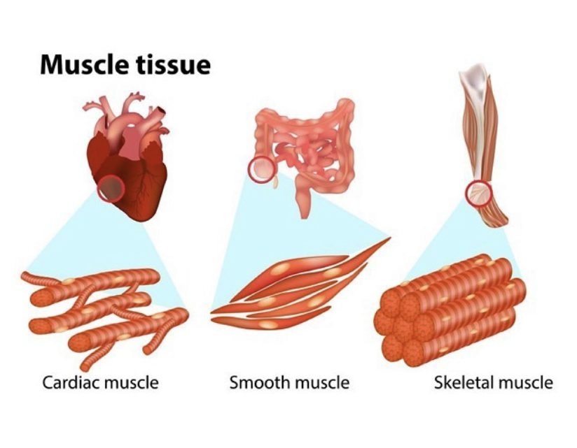 Types of Muscle Tissue | Orchard Health Clinic - Osteopathy ...