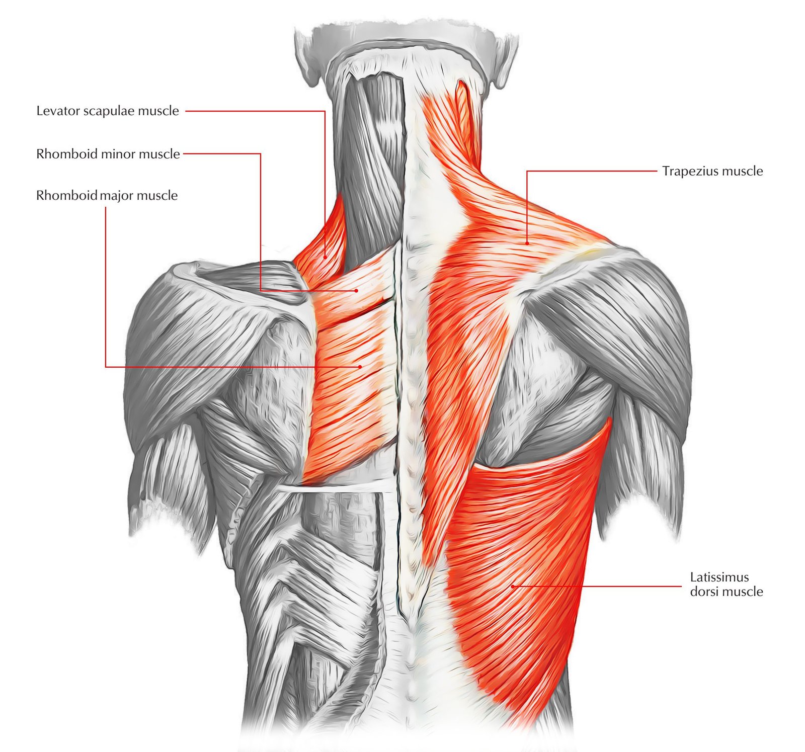 Exercise And Evolution How The Bar Method Exercises Target Back 